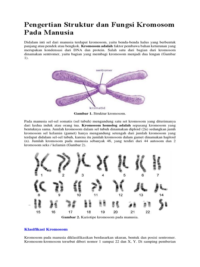 Pengertian Struktur Dan Fungsi Kromosom Pada Manusia (IDK SGD) | PDF