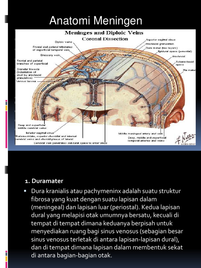 1.anatomi Lapisan Menigen | PDF