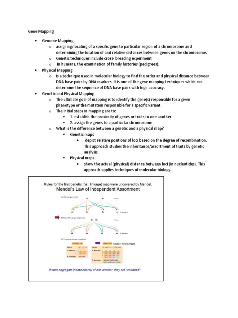 Gene Mapping | PDF | Genetic Linkage | Genetics