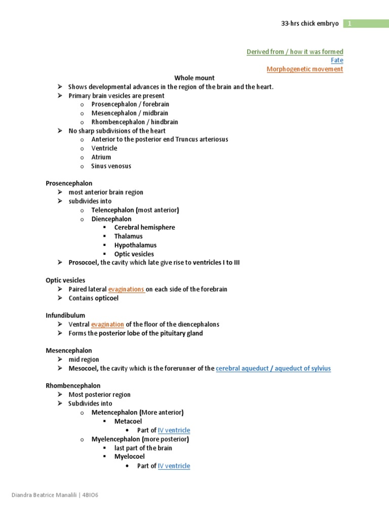33HR Chick | PDF | Aorta | Cerebrum