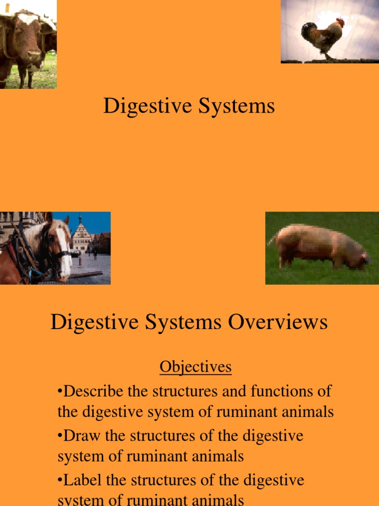 Digestive Powerpoint | PDF | Digestion | Ruminant