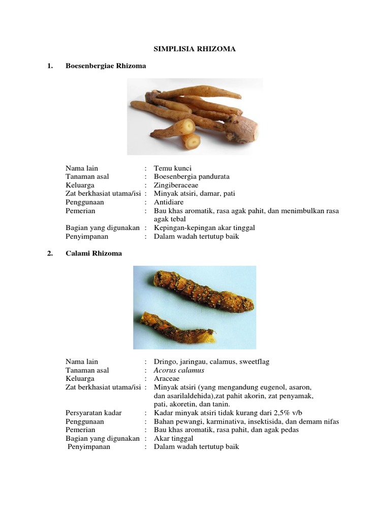 Simplisia Rhizoma | PDF