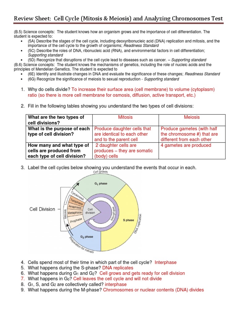 Cell Cycle Review Key | PDF | Mitosis | Ploidy