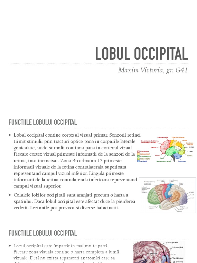 Lobul Occipital | PDF