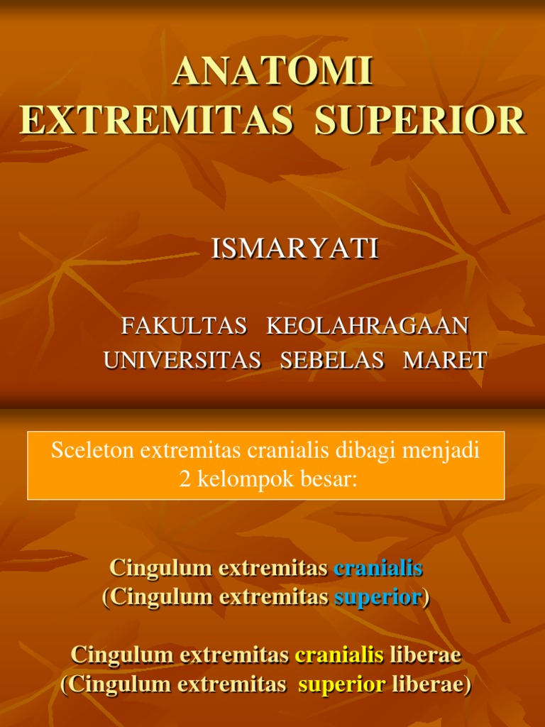 Extremitas Superior-1 | PDF