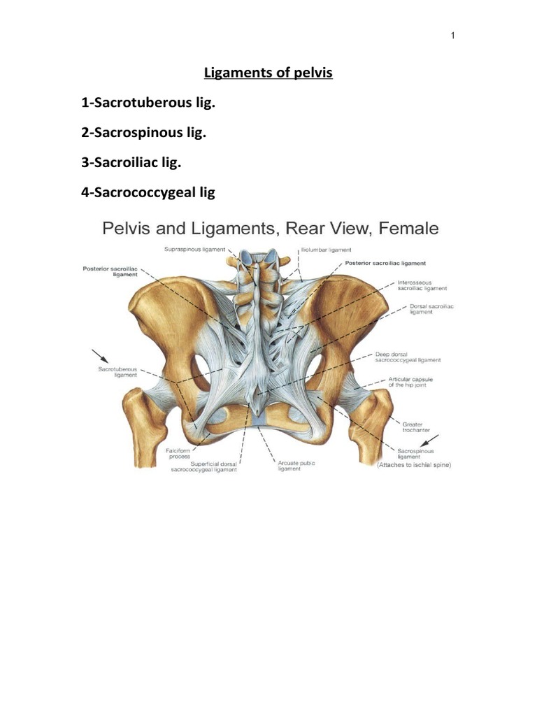 ANATOMY: Pelvic 2 | PDF | Pelvis | Musculoskeletal System