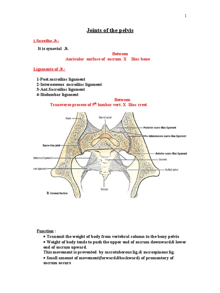 ANATOMY: Pelvic 3 | PDF | Pelvis | Vertebra