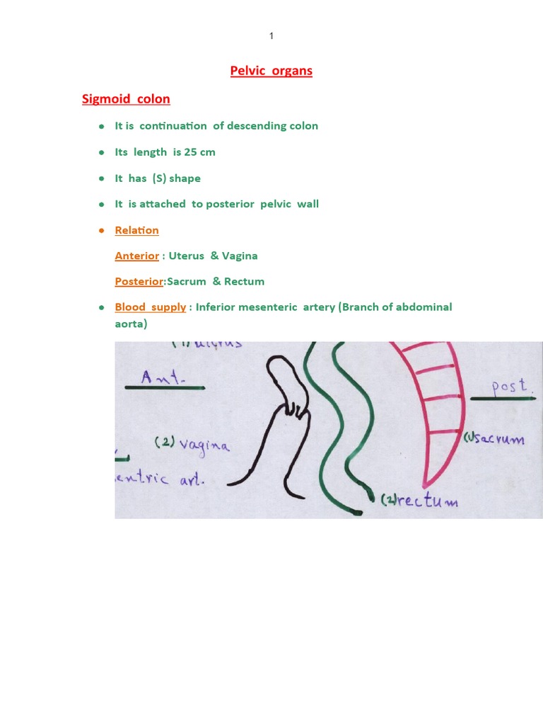 Pelvic Organs Sigmoid Colon | PDF | Urinary Bladder | Rectum