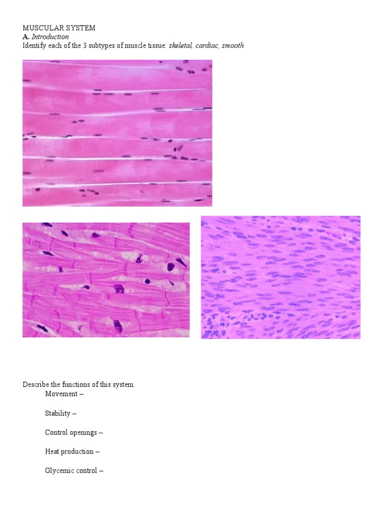 Muscles Notes | PDF | Skeletal Muscle | Muscle Contraction
