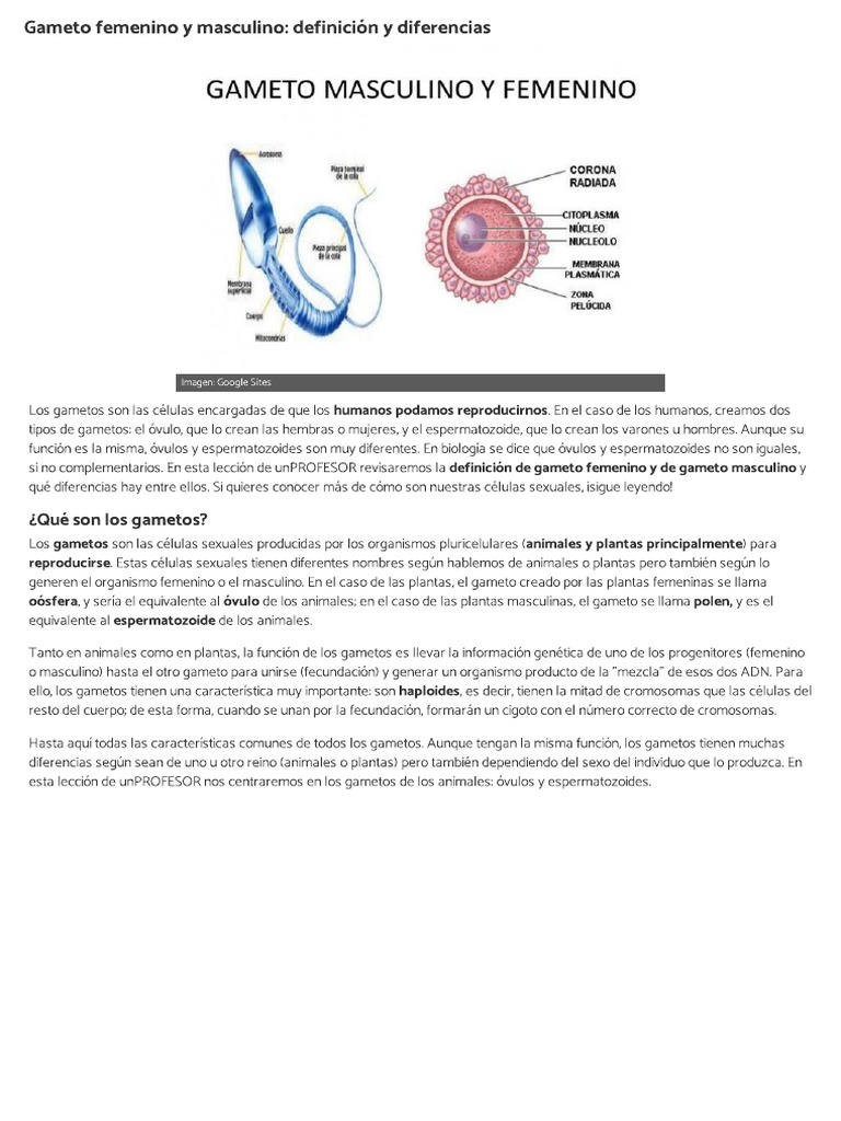 Gameto Femenino y Masculino - Definición y Diferencias | PDF