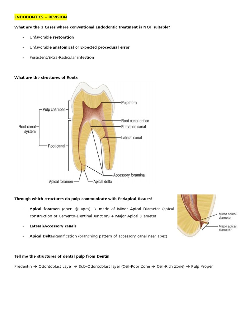 Apical Foramen