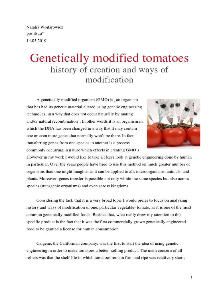 Genetically Modified Tomatoes | PDF | Genetic Engineering | Biotechnology