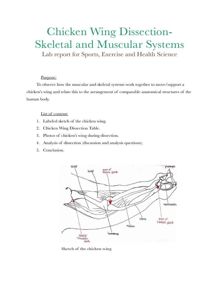 Chicken Wing Dissection | PDF | Bone | Cartilage
