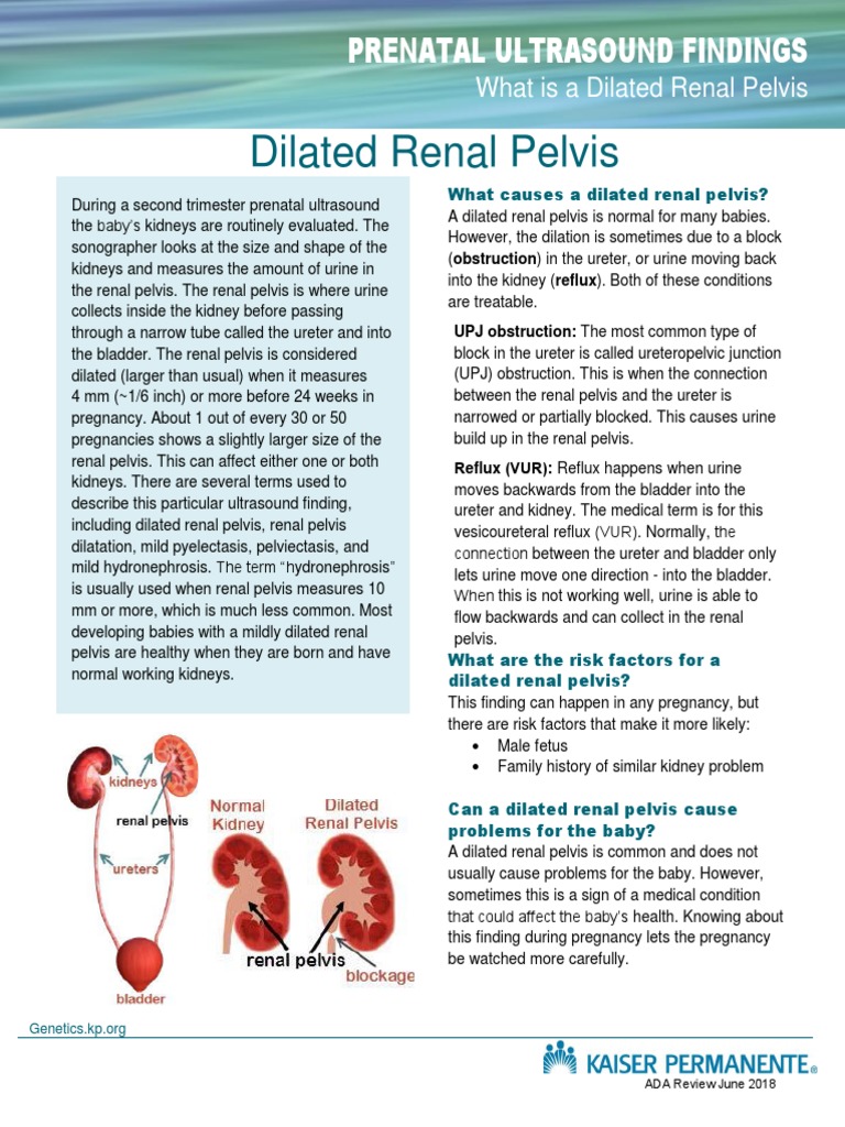 GEN - US Dilated Renal Pelvis Handout - tcm63-9940 | PDF ...