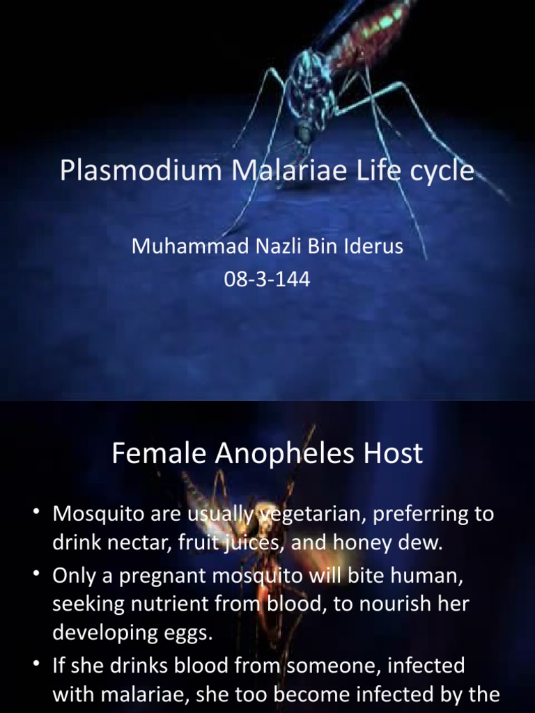 Plasmodium Malariae Life Cycle | PDF | Malaria | Plasmodium