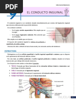 Anatomía de la Región Inguinocrural | PDF | Abdomen | Anatomía