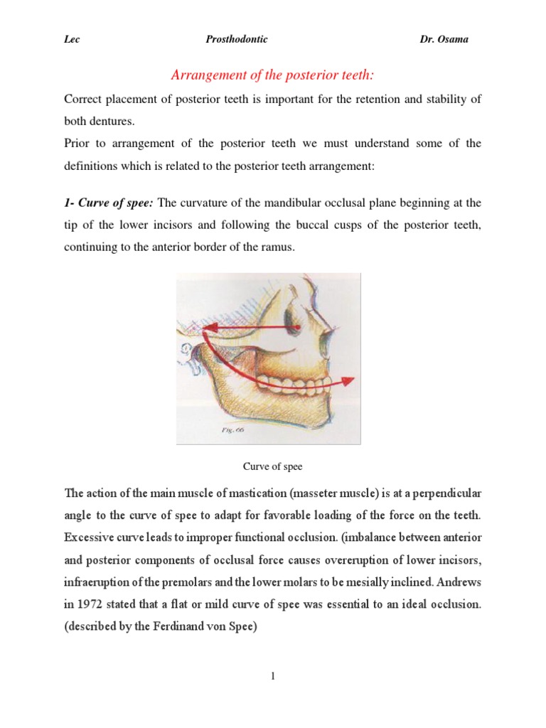 Arrangement of The Posterior Teeth | PDF | Dental Anatomy | Dentistry