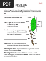 Estructura y Tipos de Limbo en Hojas | PDF | Hoja | Botánica
