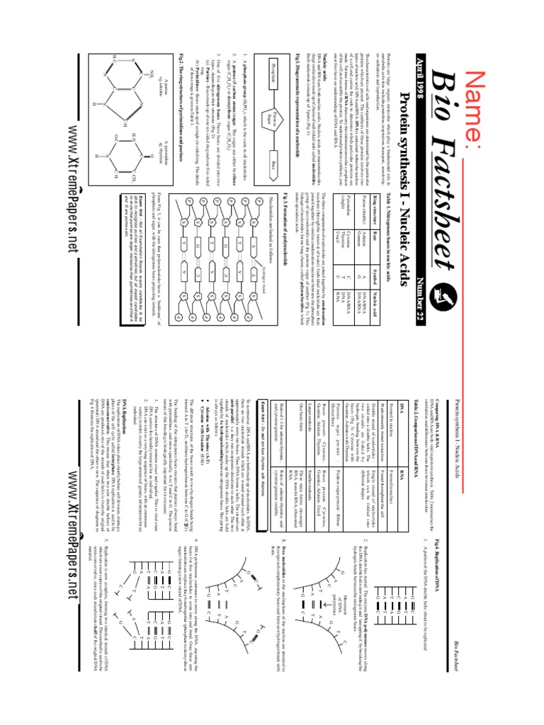 4-Bio Factsheets - Protein Synthesis | PDF | Nucleic Acids | Nucleotides