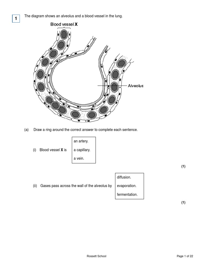 Set 1 Cell Biology Grades 1 3 | PDF | Blood | Stem Cell