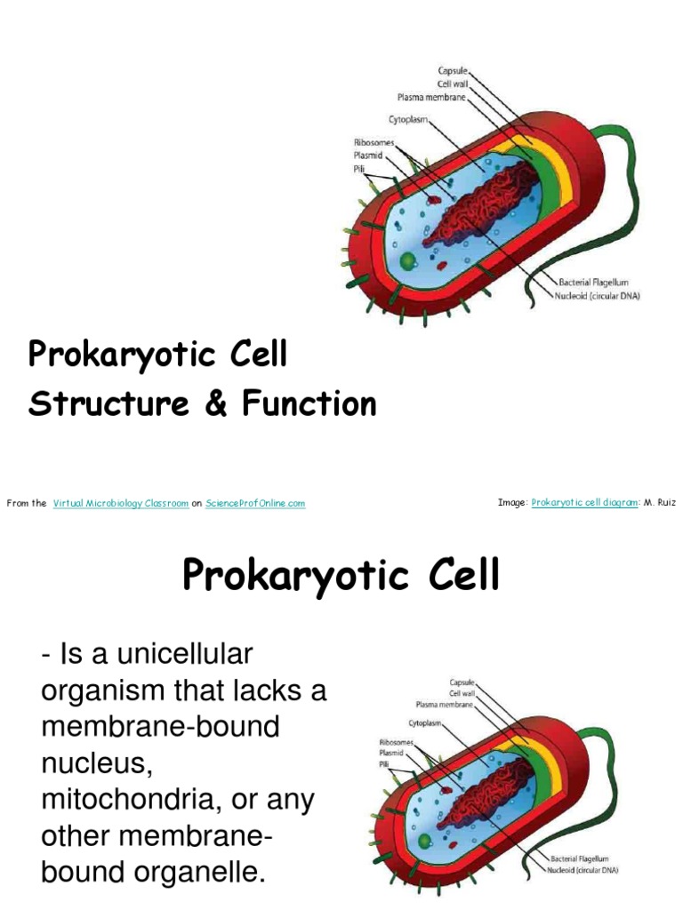 Prokaryotic Cell Biology Major Microbiology Biology Prokaryotic Cell