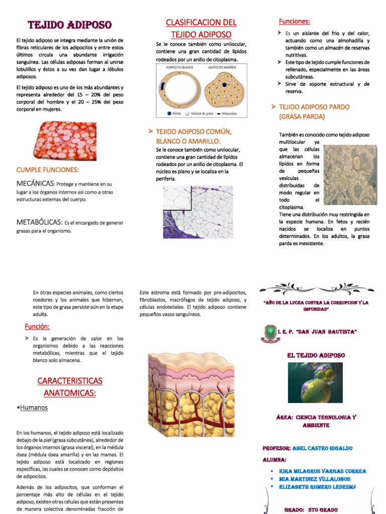 TRIPTICO | PDF | Tejido adiposo | Microscopía