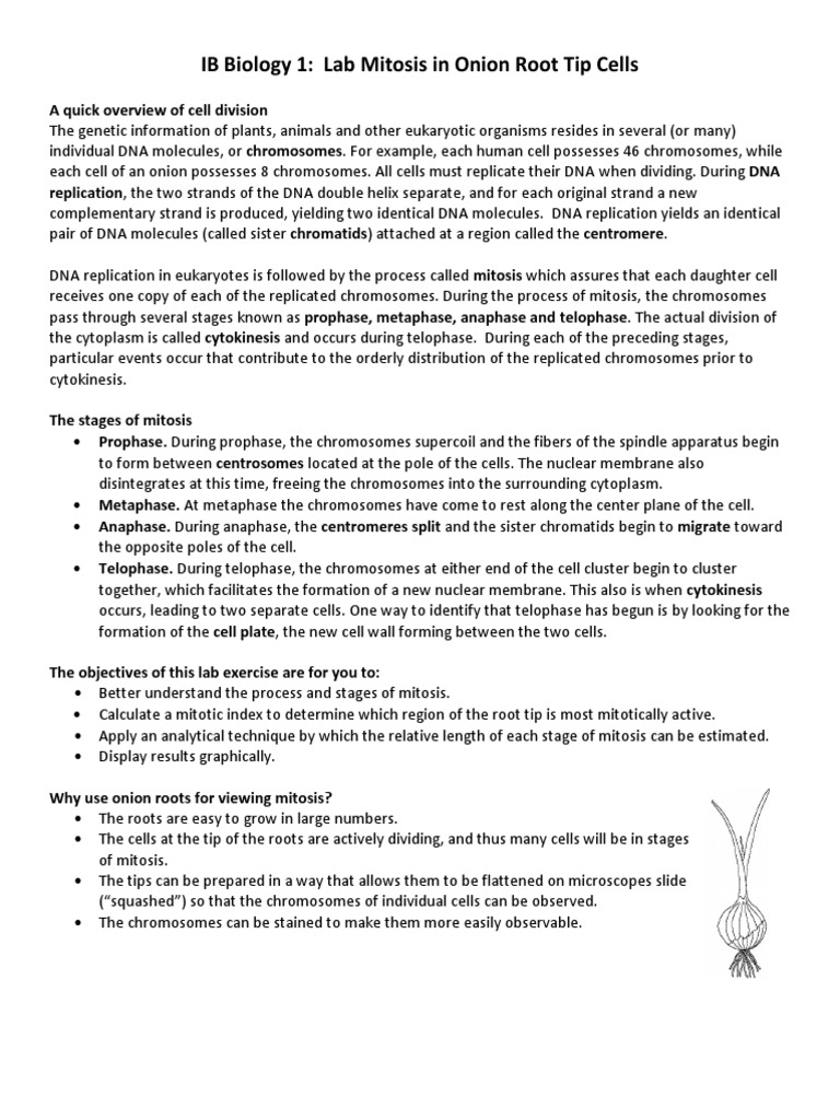 Stages Of Mitosis In Onion Root Tip