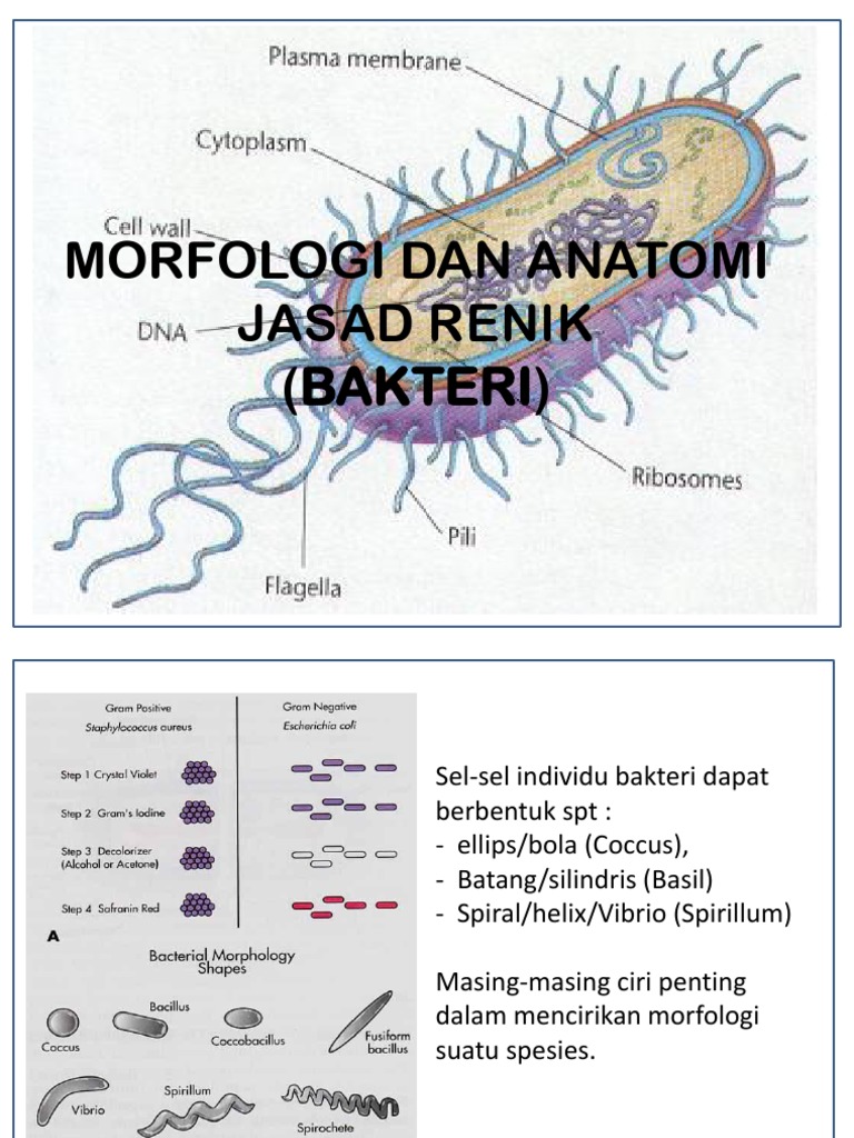 17-9-2019. Morfologi Dan Anatomi Jasad Renik Bakteri (Kuliah 2) | PDF