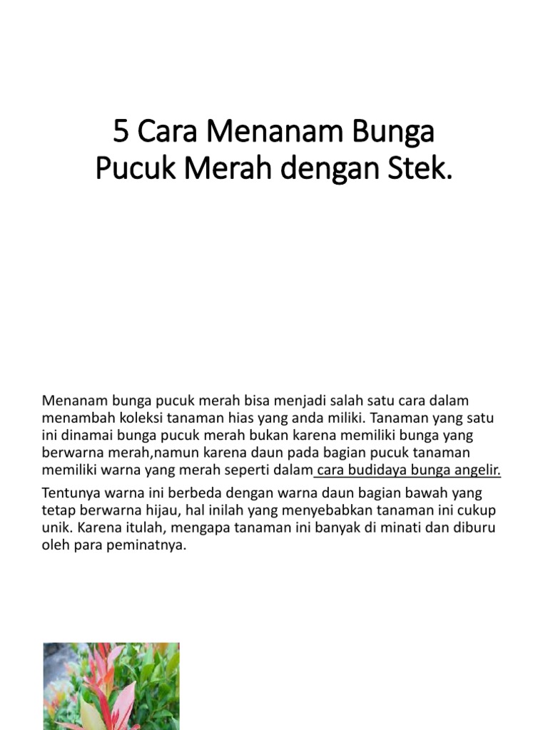 5 Cara Menanam Bunga Pucuk Merah Dengan Stek | PDF
