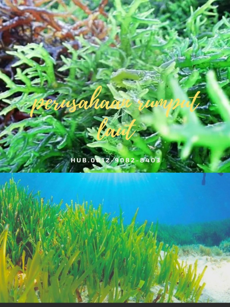 11.perusahaanmanfaat Rumput Laut Kering, Manfaat Rumput Laut Putih, Manfaat Rumput Laut Untuk ...
