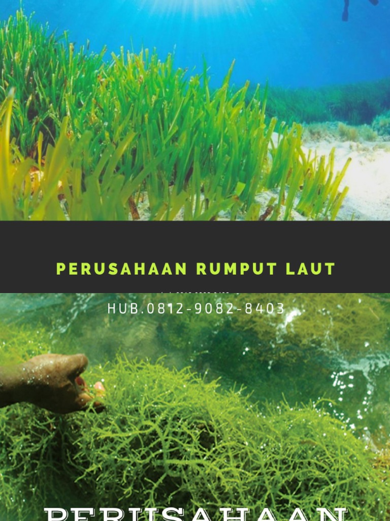 18.perusahaan Manfaat Kandungan Gizi Pada Rumput Laut, Kandungan Gizi Dan Manfaat Rumput Laut ...