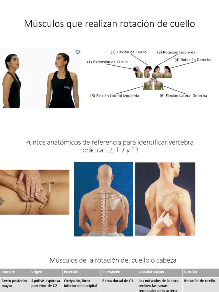 4 Musculos Rotacion Cuello | PDF | Vértebra | Tórax (anatomía humana)