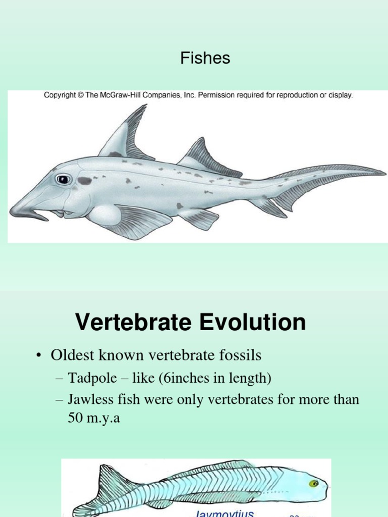 Fish Classification Pdf