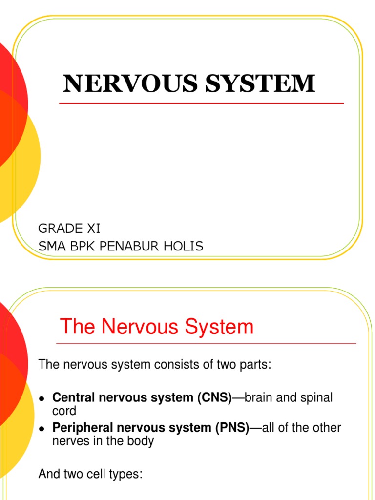 Nervous System Overview for IGCSE | PDF | Axon | Neuron