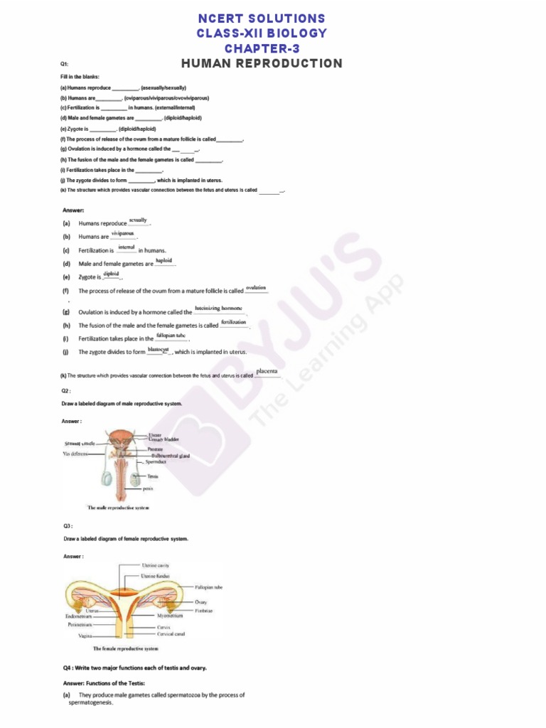 Ncert Solutions Class 12 Biology Chapter 3 Human Reproduction | PDF | Reproduction | Fertilisation