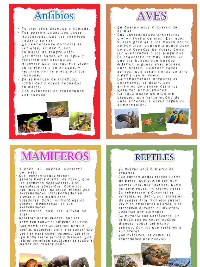 Album Animales Vertebrado y Invertebrados A4 | PDF | Aves | Reptil