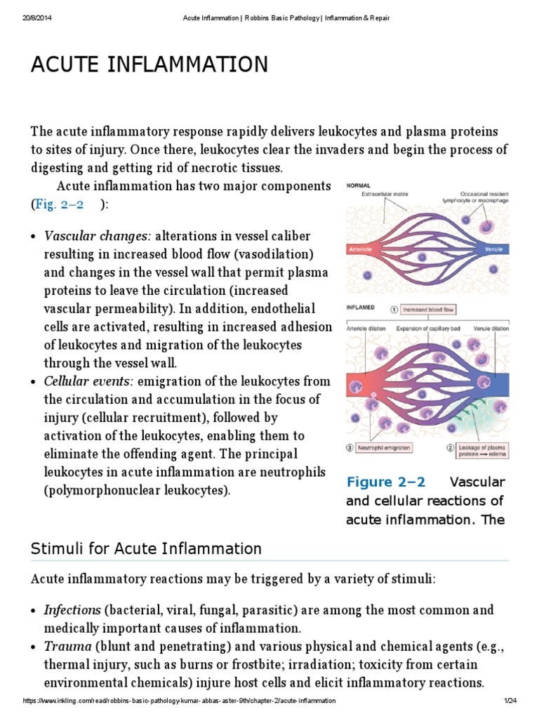 Acute Inflammation Robbins Basic Pathology Inflammation Repair PDF ...