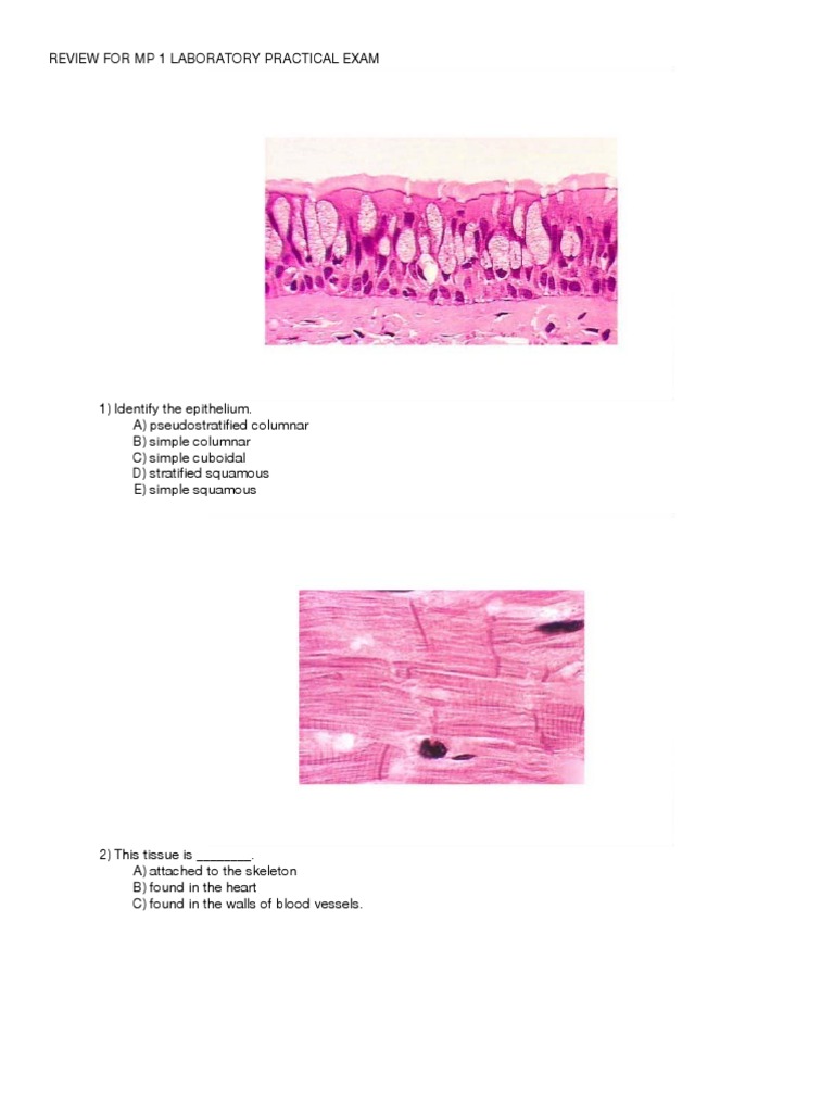 Histology Practice Practical | PDF | Epithelium | Tissue (Biology)