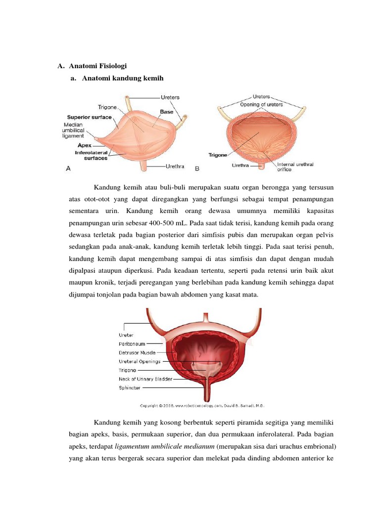 Laporan Pendahuluan Tumor Buli | PDF