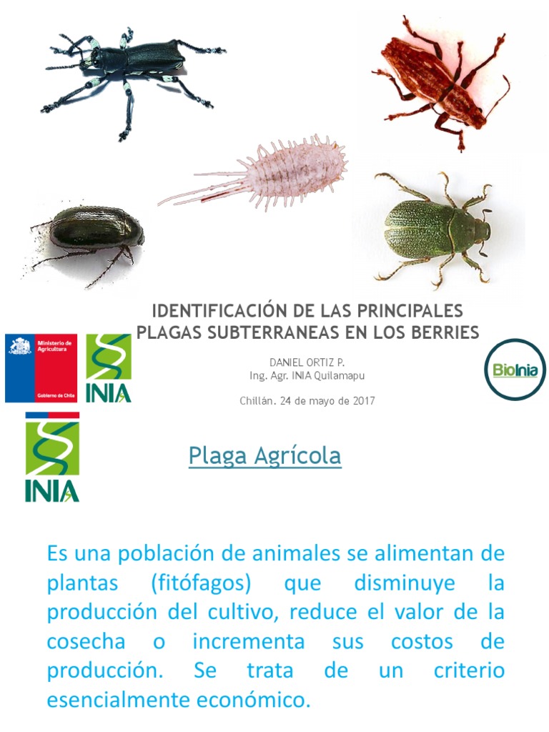Principales Plagas Subterráneas en Berries | PDF | Plaga (organismo ...