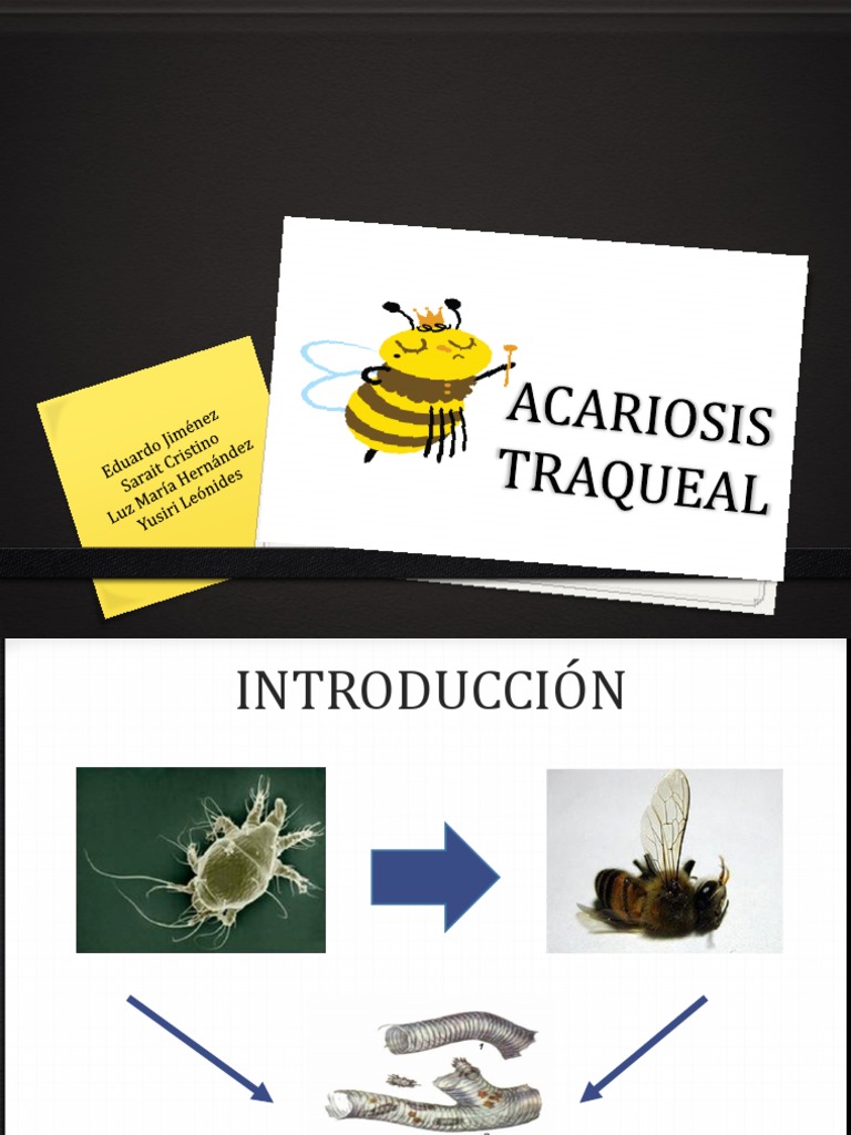 Acariosis Traqueal | PDF