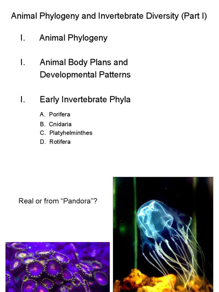 Animal Phylogeny and Invertebrate Diversity (Part I) : A. Porifera B ...