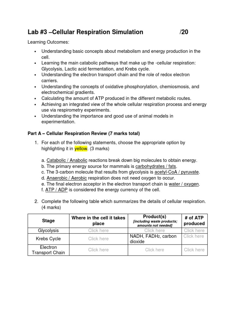 Cellular Respiration Lab Report | PDF | Cellular Respiration | Cellular ...