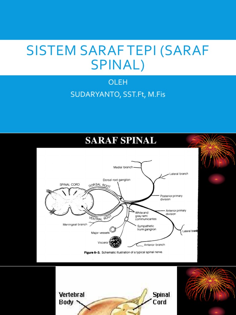 Sistem Saraf Tepi (Saraf Spinal) | PDF