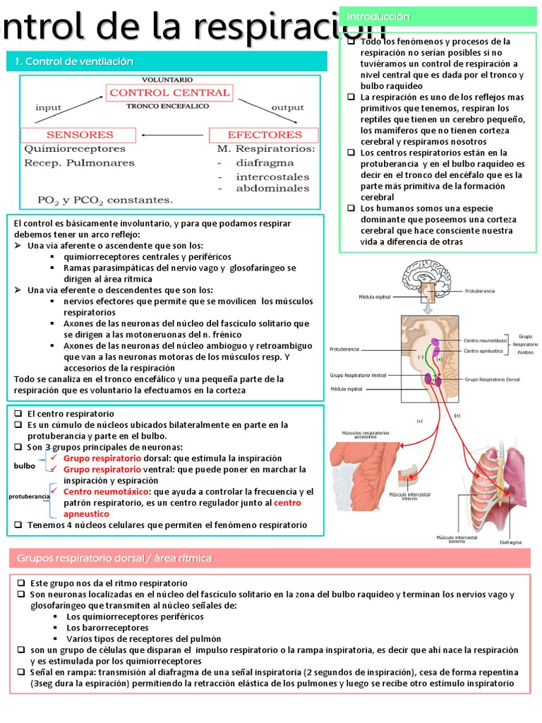Control de La Respiración | PDF | Sistema respiratorio | Respiración