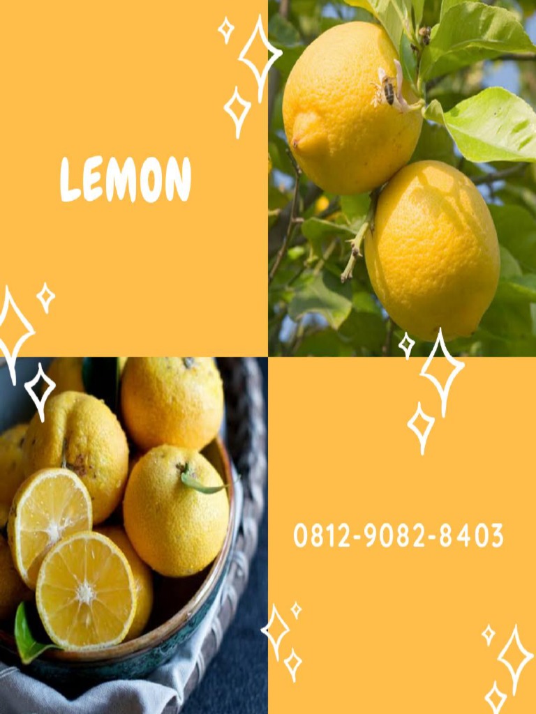 Jeruk Lemon Lokal, Jeruk Lemon Jumbo, Jeruk Lemon Kecil | PDF