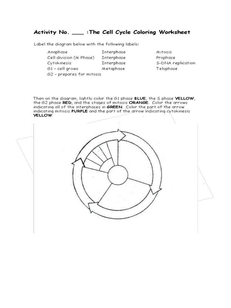 10.2A Cell Cycle Coloring KEY 28ad9ub | PDF | Science & Mathematics