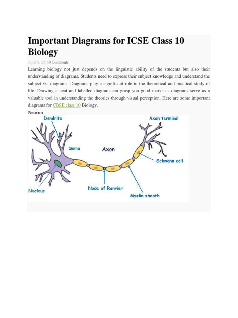 Important Diagrams For ICSE Class 10 Biology | PDF