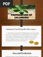 Calamansi | PDF | Edible Fruits | Edible Plants