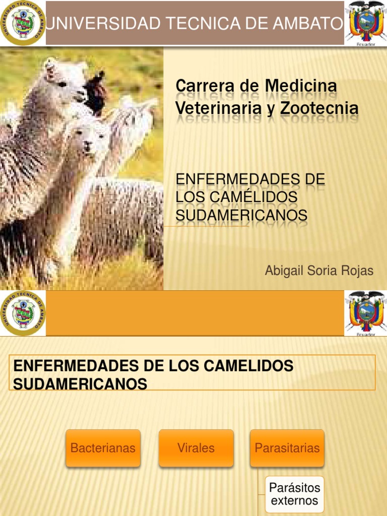 Camélidos | PDF | Rabia | Ciencias de la Salud